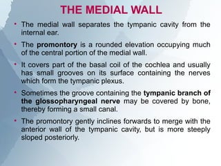 Anatomy of the middle ear | PPT