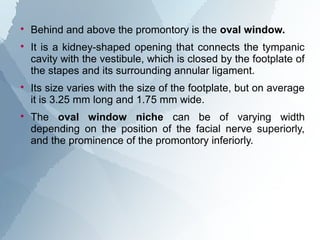 Anatomy of the middle ear | PPT