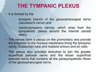 Anatomy of the middle ear | PPT