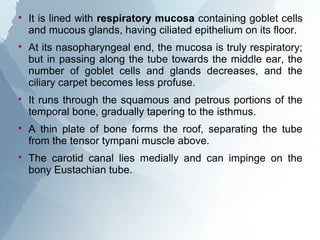 Anatomy of the middle ear | PPT