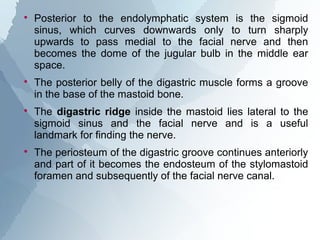 Anatomy of the middle ear | PPT