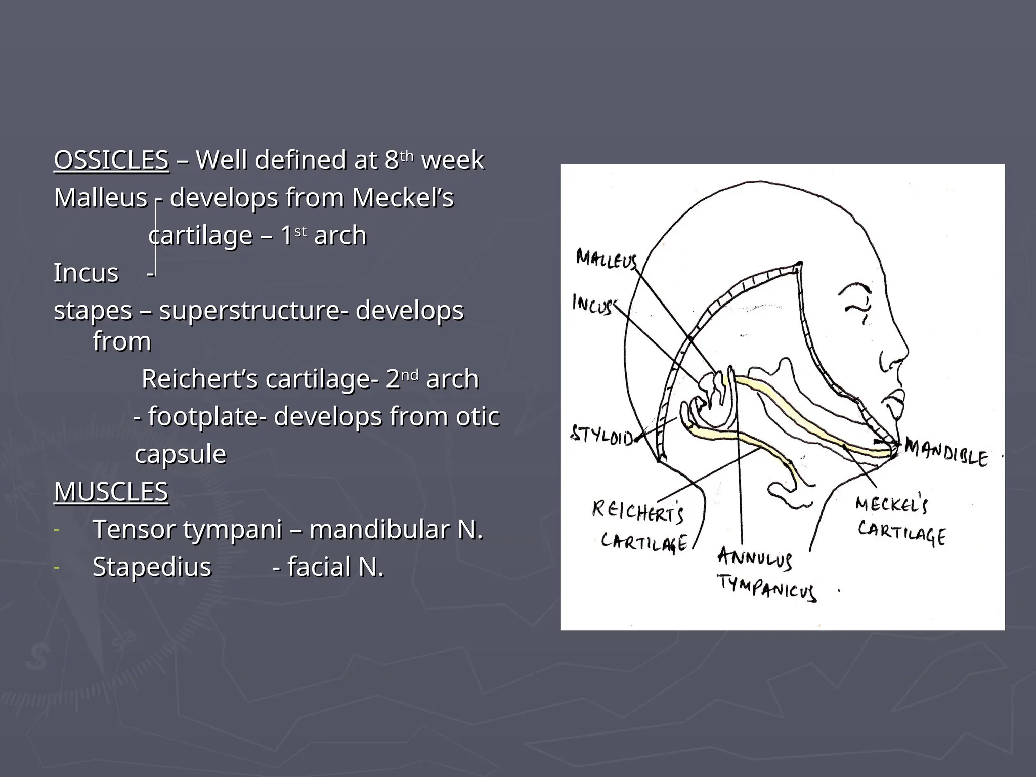 ANATOMY OF THE MIDDLE EAR CLEFT-Powerpoint presentation | PPT