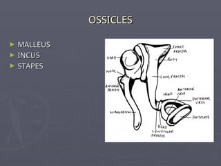 ANATOMY OF THE MIDDLE EAR CLEFT-Powerpoint presentation | PPT