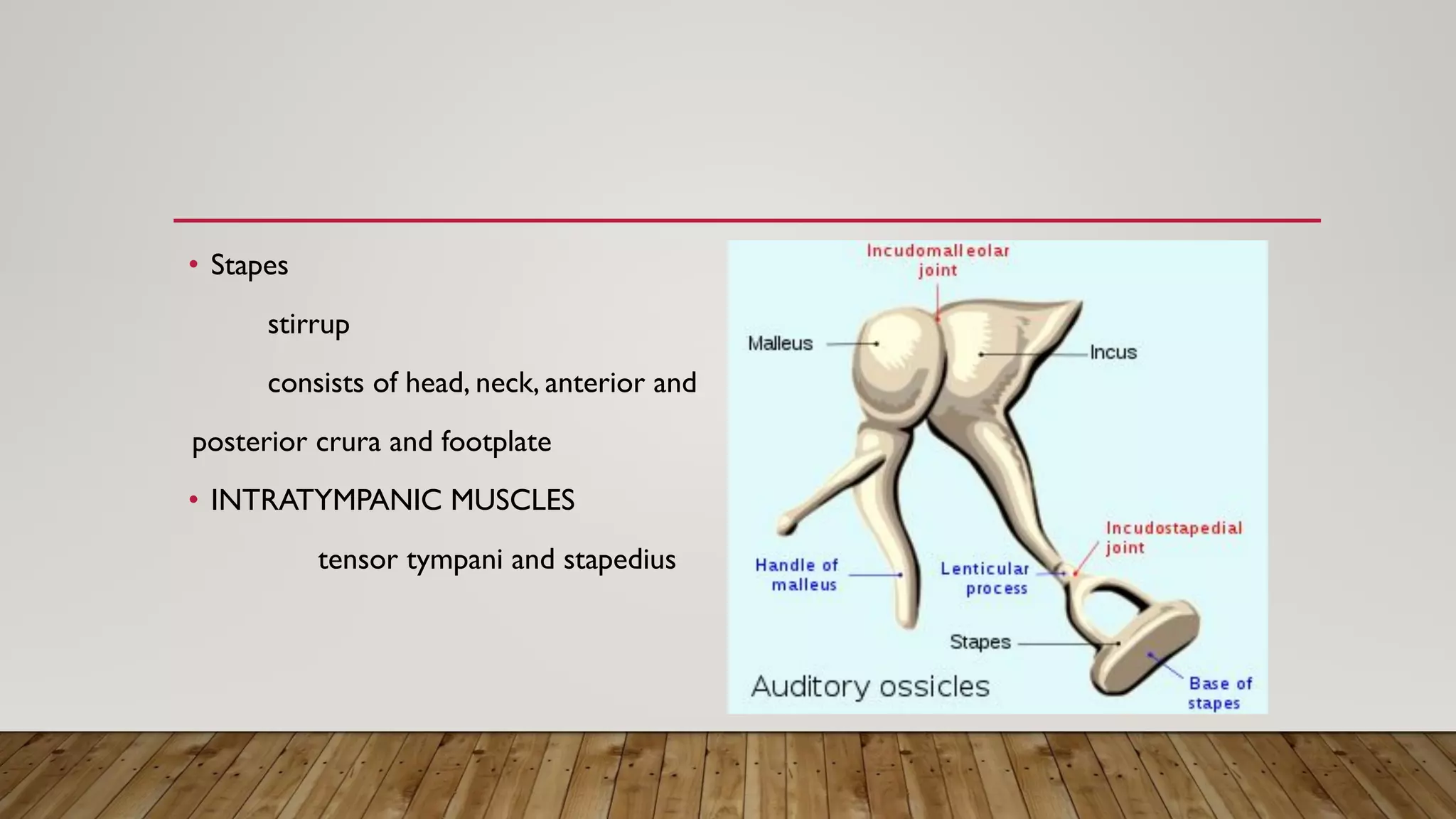 'ANATOMY OF THE MIDDLE EAR' with you.pdf