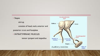 'ANATOMY OF THE MIDDLE EAR' with you.pdf