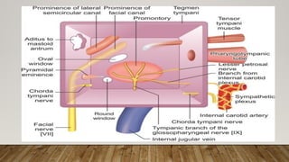'ANATOMY OF THE MIDDLE EAR' with you.pdf