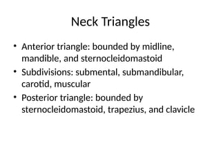 Anatomy_of_the_Neck_Presentaabction.pptx