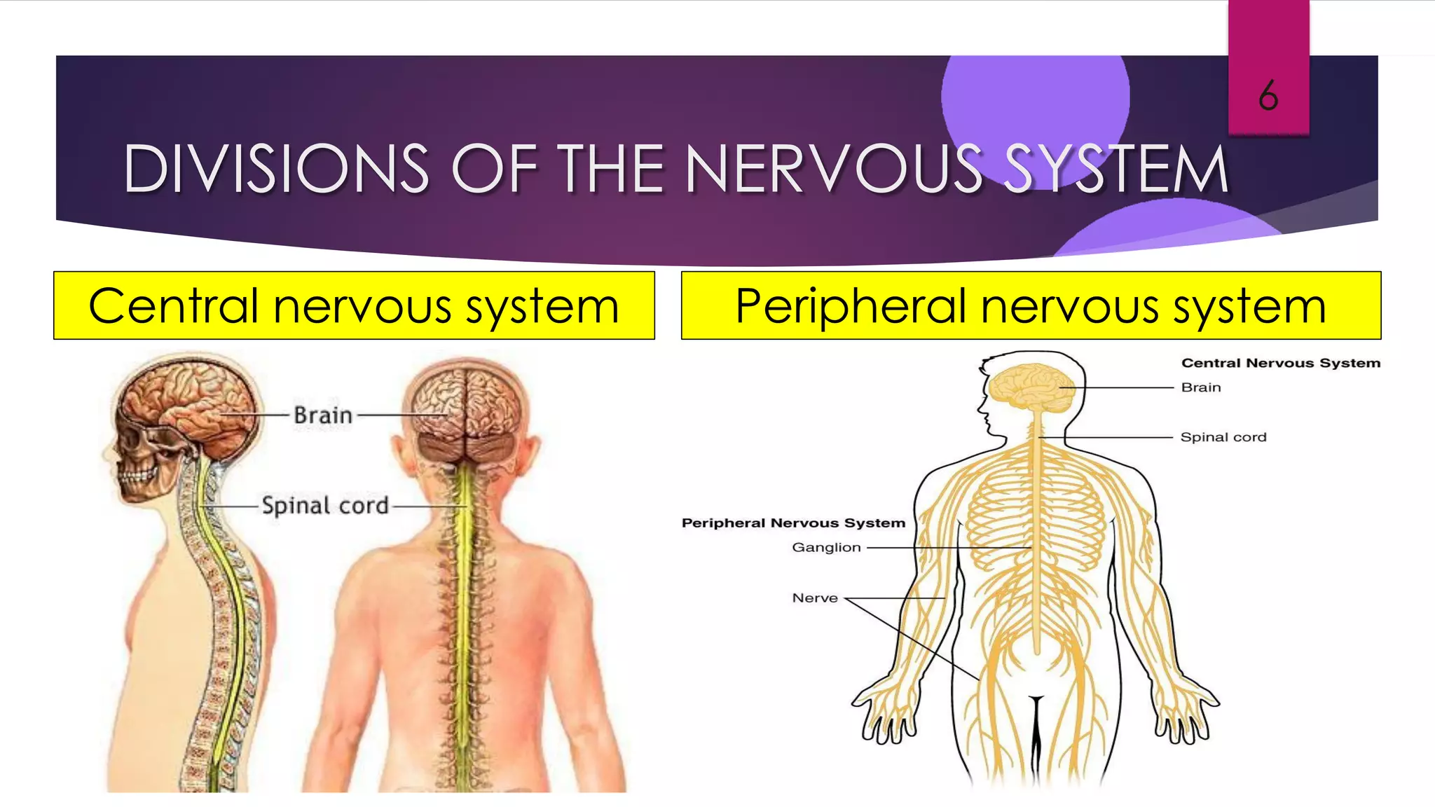 Anatomy of the nervous system | PPT