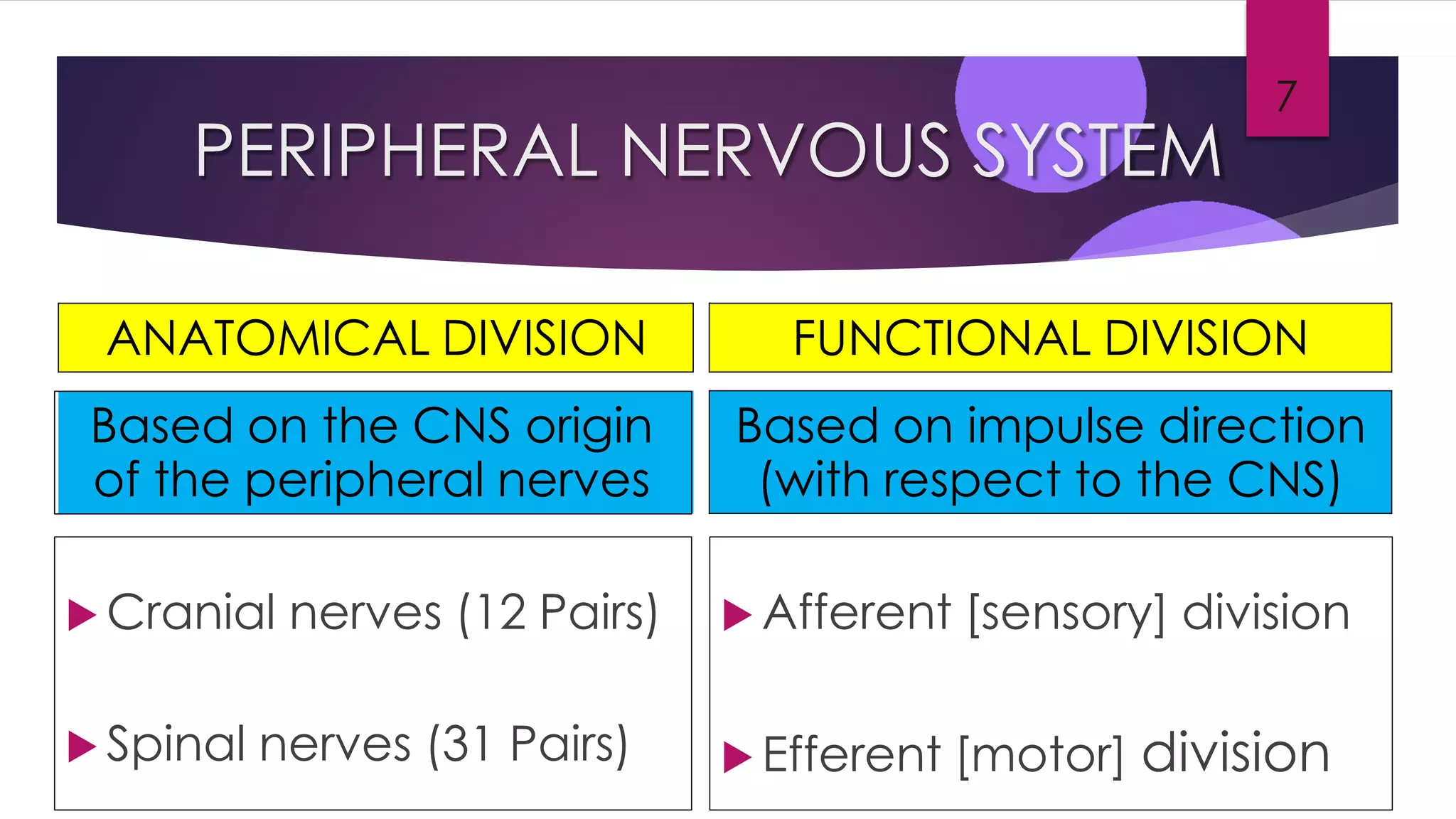 Anatomy of the nervous system | PPT
