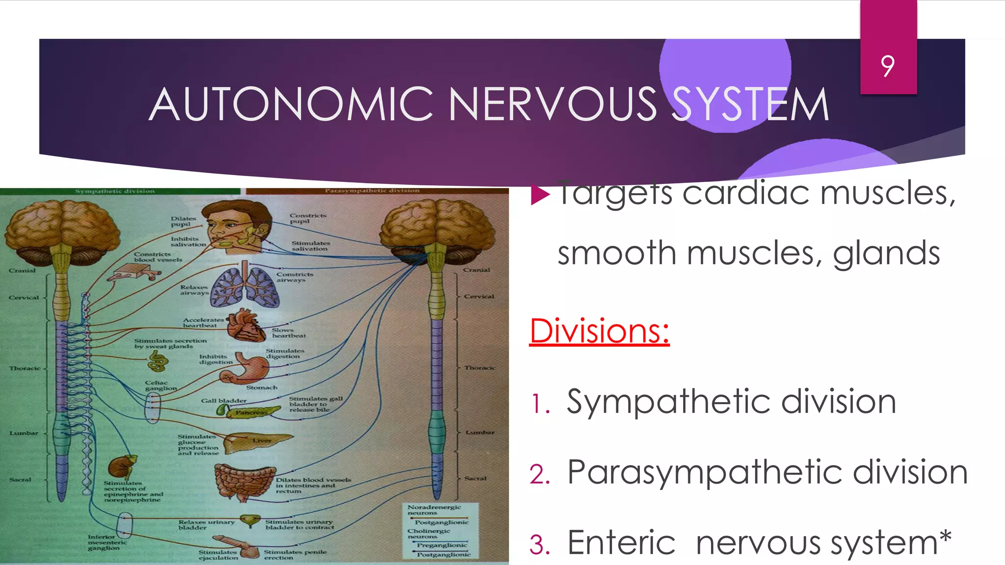 Anatomy of the nervous system | PPT
