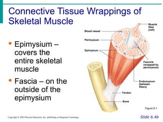 The Anatomy of the Nervous System slide.pptx