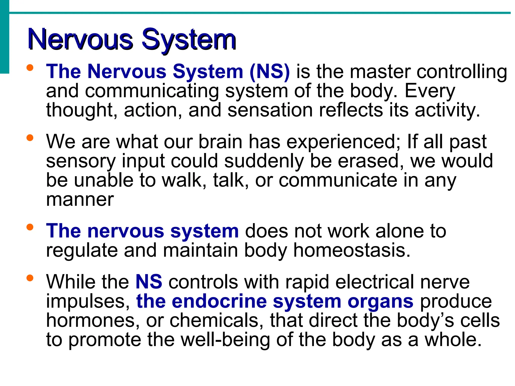 Anatomy of The Nervous System - palnurse.com.ppt