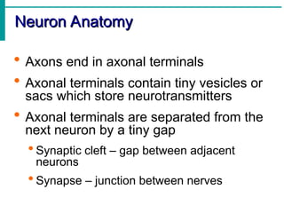 Anatomy of The Nervous System - palnurse.com.ppt