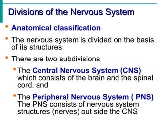 Anatomy of The Nervous System - palnurse.com.ppt