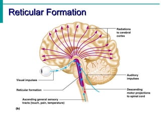 Anatomy of The Nervous System - palnurse.com.ppt