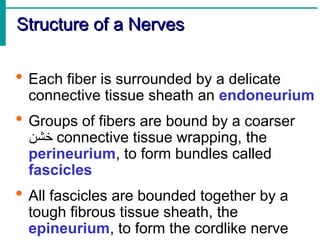 Anatomy of The Nervous System - palnurse.com.ppt