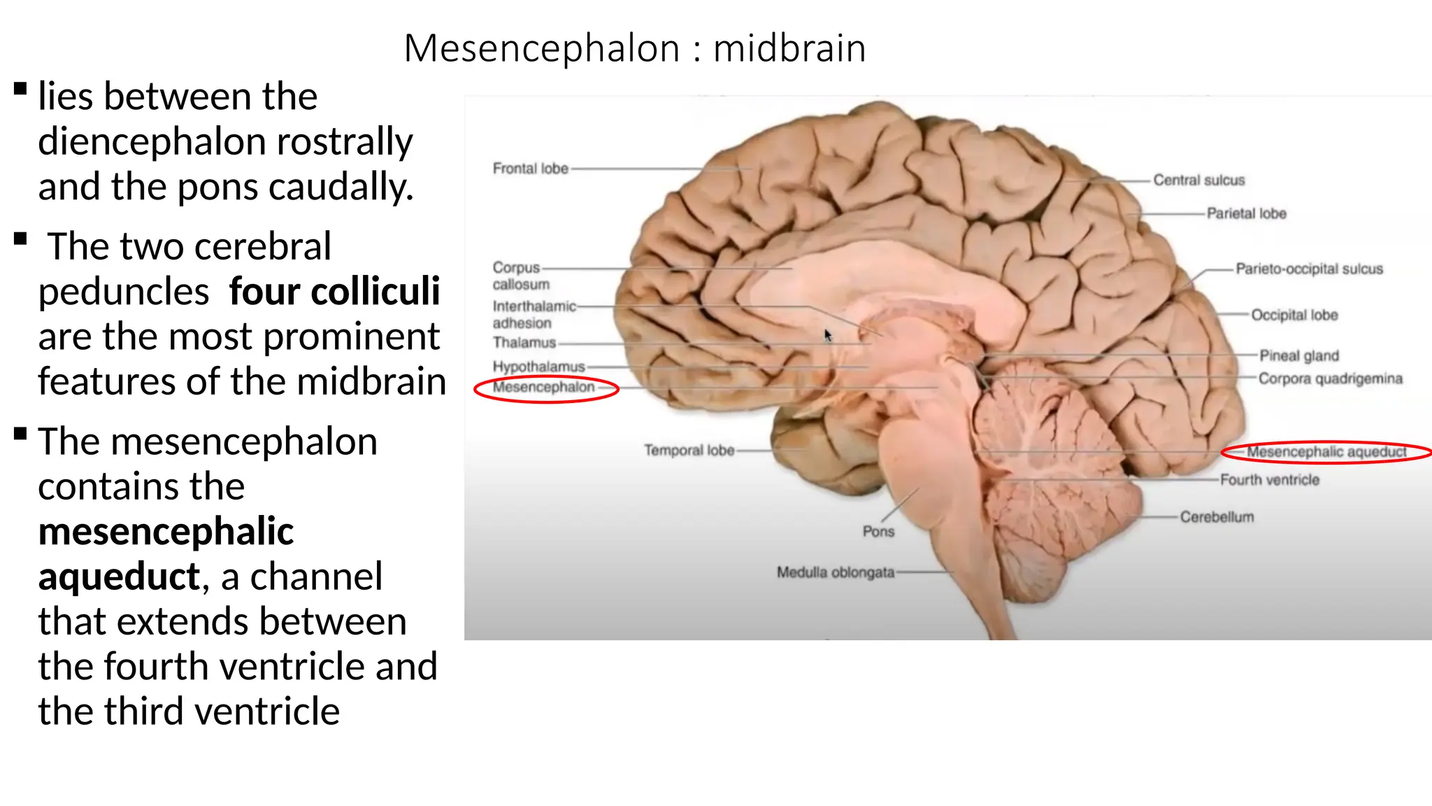ANATOMY OF THE NERVOUS SYSTEM_part 2_11_05_2025.pptx