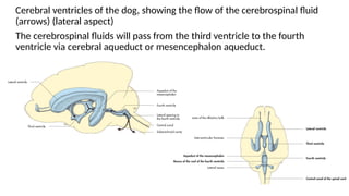 ANATOMY OF THE NERVOUS SYSTEM_part 2_11_05_2025.pptx