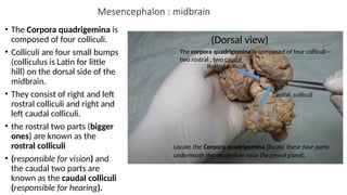 ANATOMY OF THE NERVOUS SYSTEM_part 2_11_05_2025.pptx