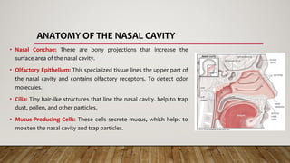ANATOMY OF THE NOSE, description of ear anatomy | PDF