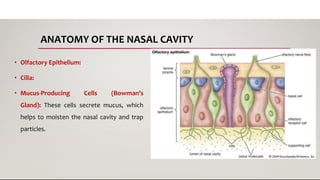 ANATOMY OF THE NOSE, description of ear anatomy | PDF
