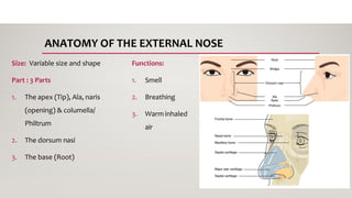 ANATOMY OF THE NOSE, description of ear anatomy | PDF