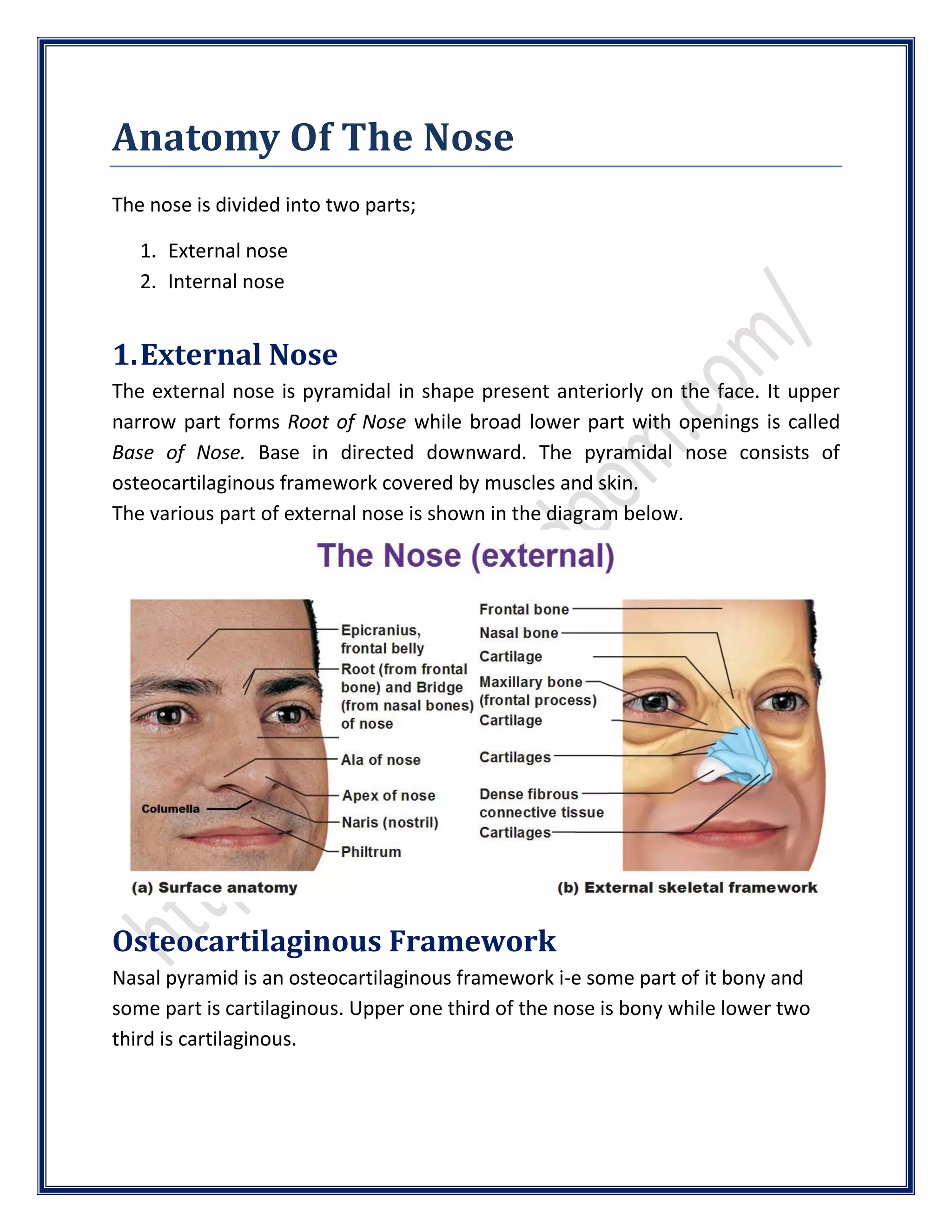 Anatomy of the Nose | SurgicoMed.com