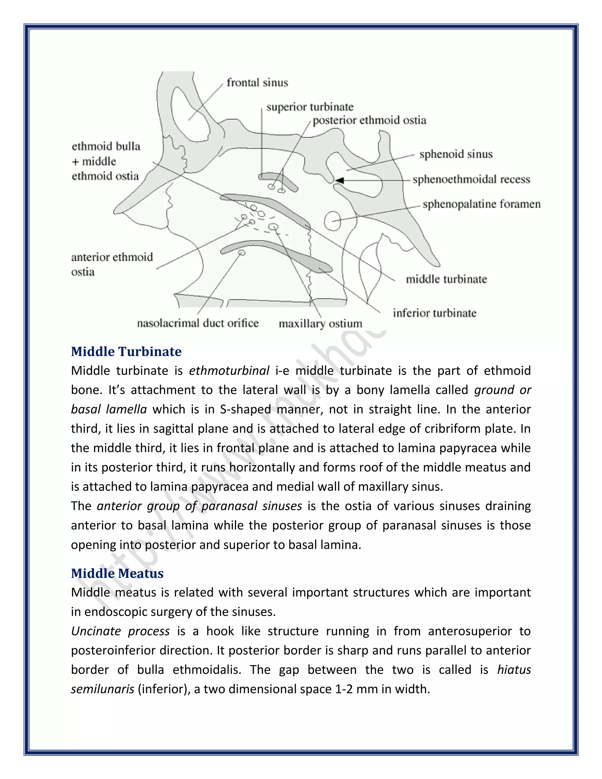 Anatomy of the Nose | SurgicoMed.com