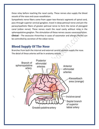 Anatomy of the Nose | SurgicoMed.com