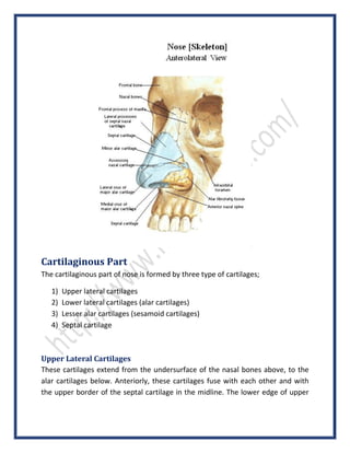 Anatomy of the Nose | SurgicoMed.com