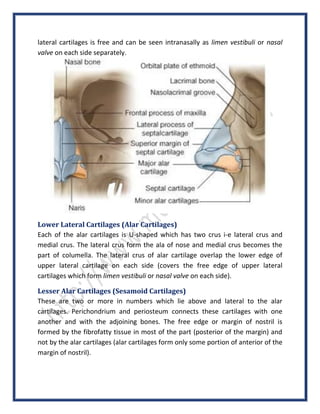 Anatomy of the Nose | SurgicoMed.com