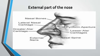 ANATOMY ear nose and th_OF_THE_NOSE.pptx