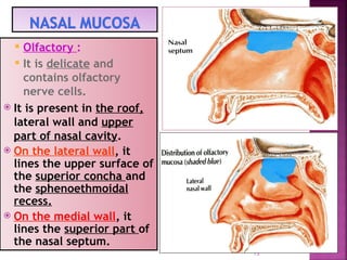 Comprehensive Overview of Nasal Anatomy, Olfaction, and Sinus Function ...