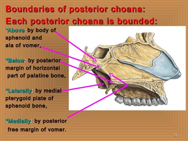 E.N.T 5th year, 1st lecture (Dr. Yousif Chalabi)