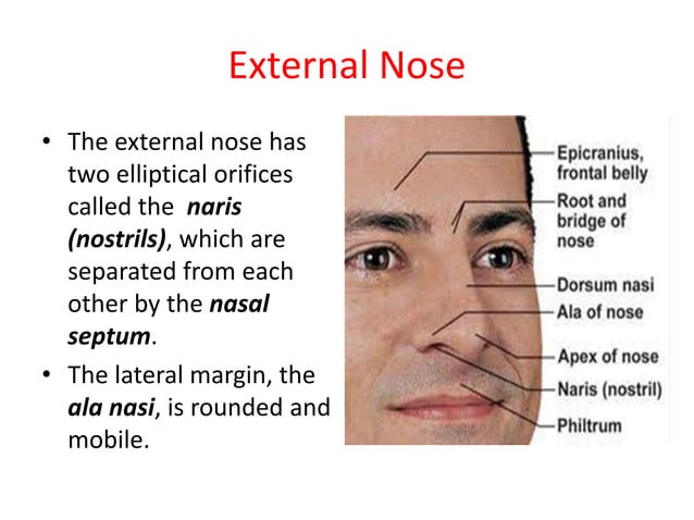 Anatomy of the nose ppt-1.pptx | Ear, Nose and Throat Conditions ...