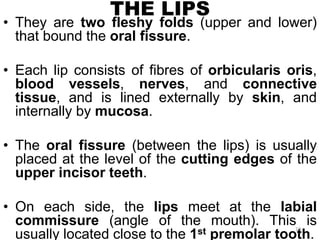 ANATOMY OF THE ORAL CAVITY.pptx