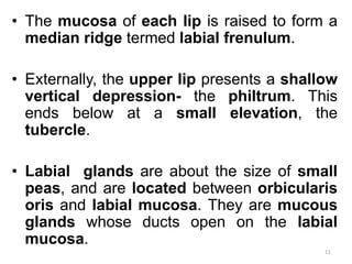 ANATOMY OF THE ORAL CAVITY.pptx