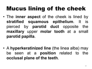 ANATOMY OF THE ORAL CAVITY.pptx