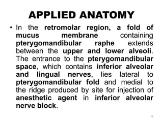 ANATOMY OF THE ORAL CAVITY.pptx