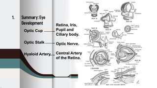 Anatomy of the orbit | PPTX