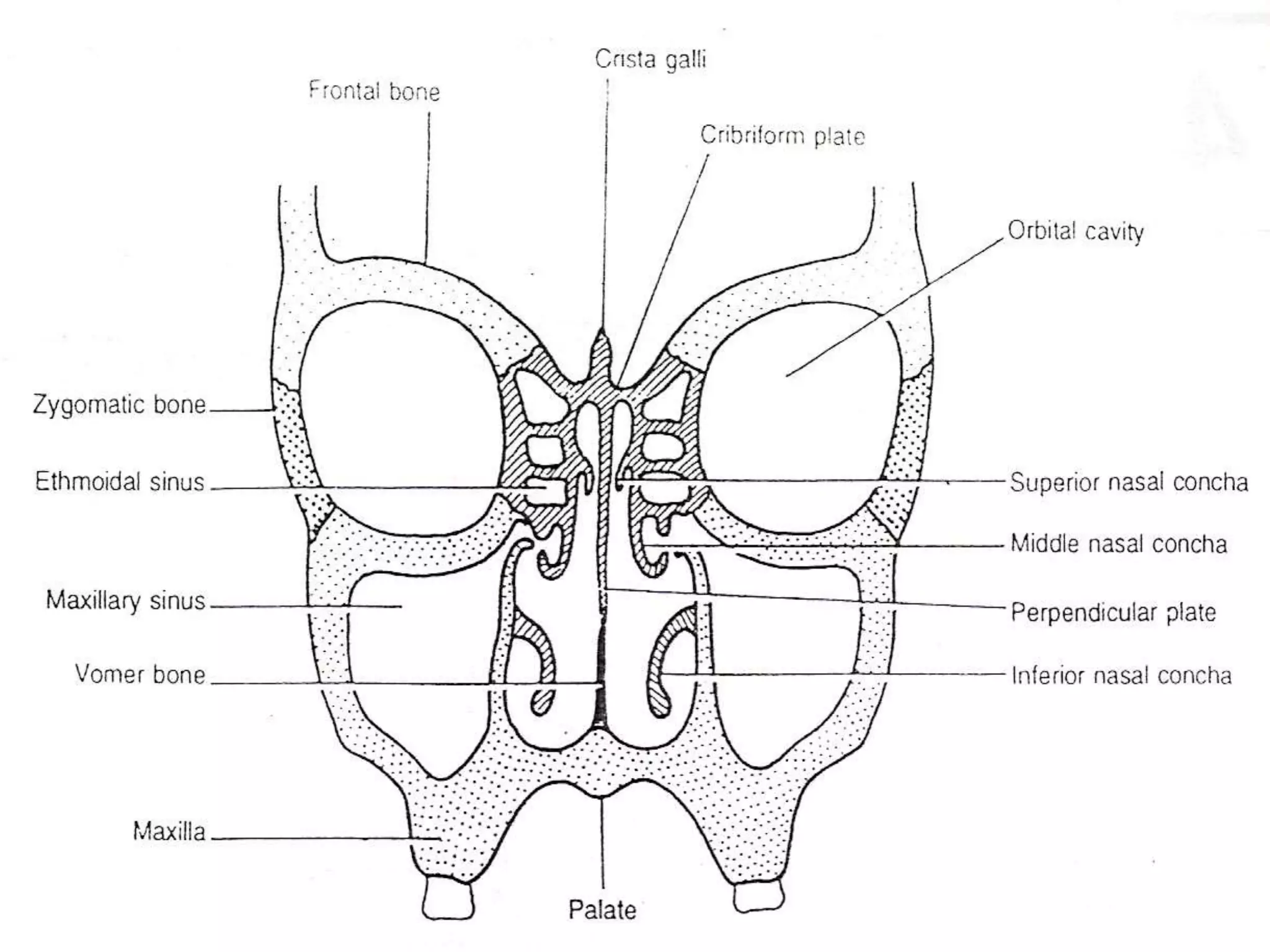 Anatomy and congenital anomalies of orbit | PPT