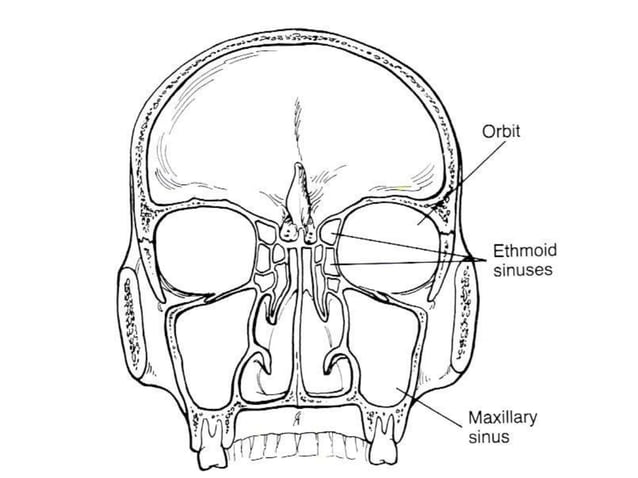 Anatomy and congenital anomalies of orbit | PPT | Ear, Nose and Throat ...