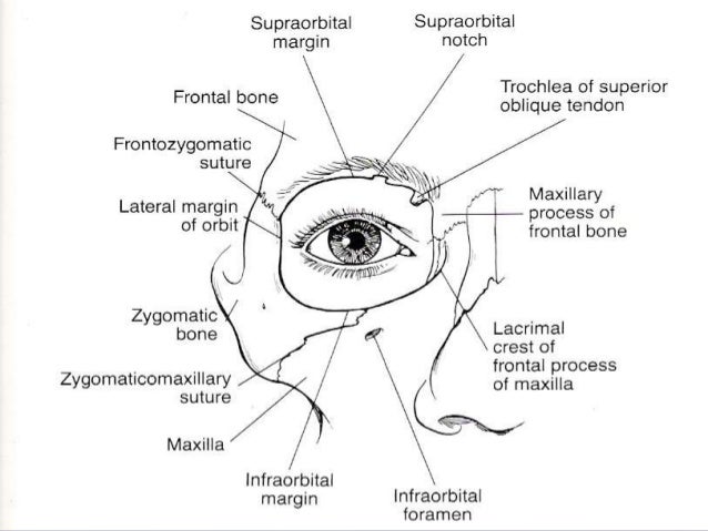 Anatomy and congenital anomalies of orbit