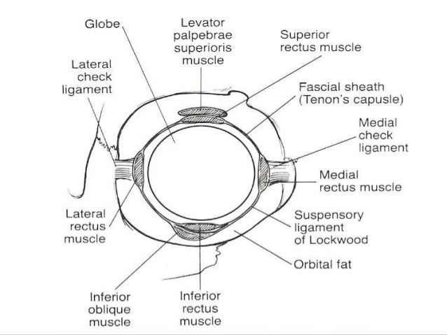 Anatomy and congenital anomalies of orbit