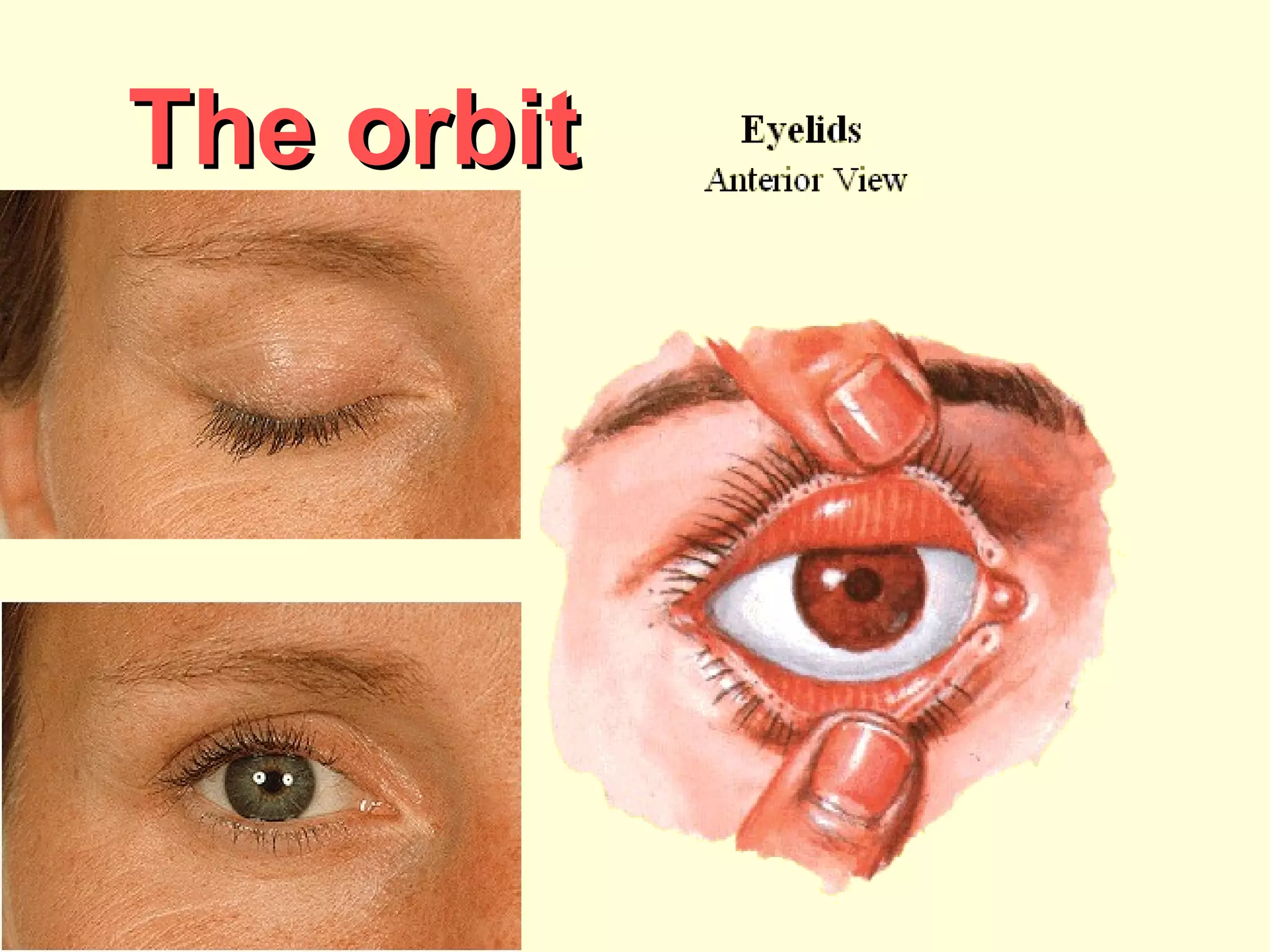 Anatomy of the orbit | PPT | Eye and Vision Conditions | Diseases and ...