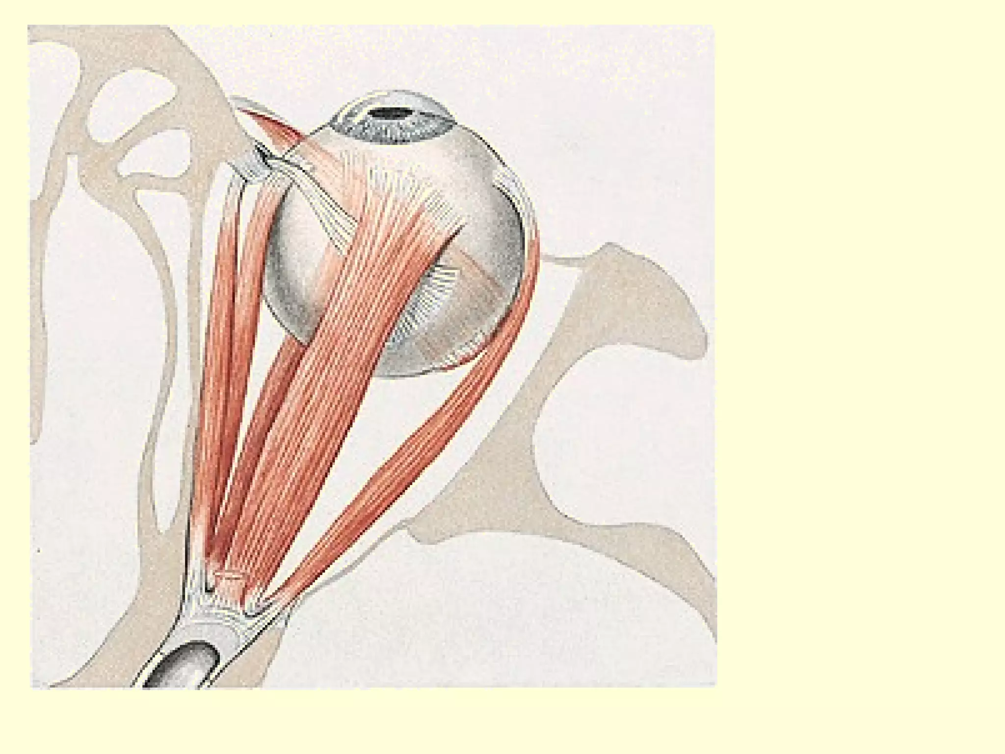 Anatomy of the orbit | PPT | Eye and Vision Conditions | Diseases and ...