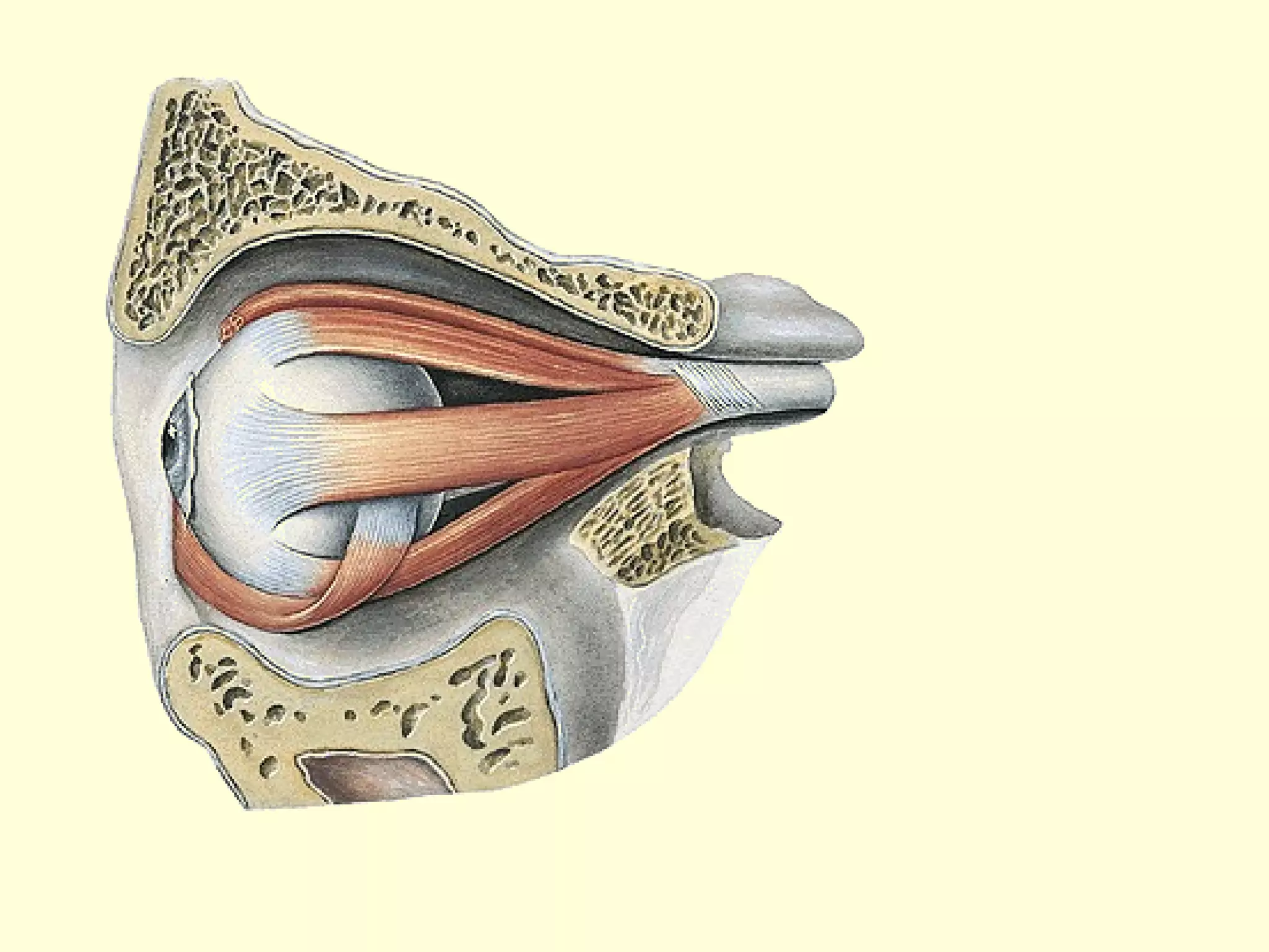 Anatomy of the orbit | PPT | Eye and Vision Conditions | Diseases and ...