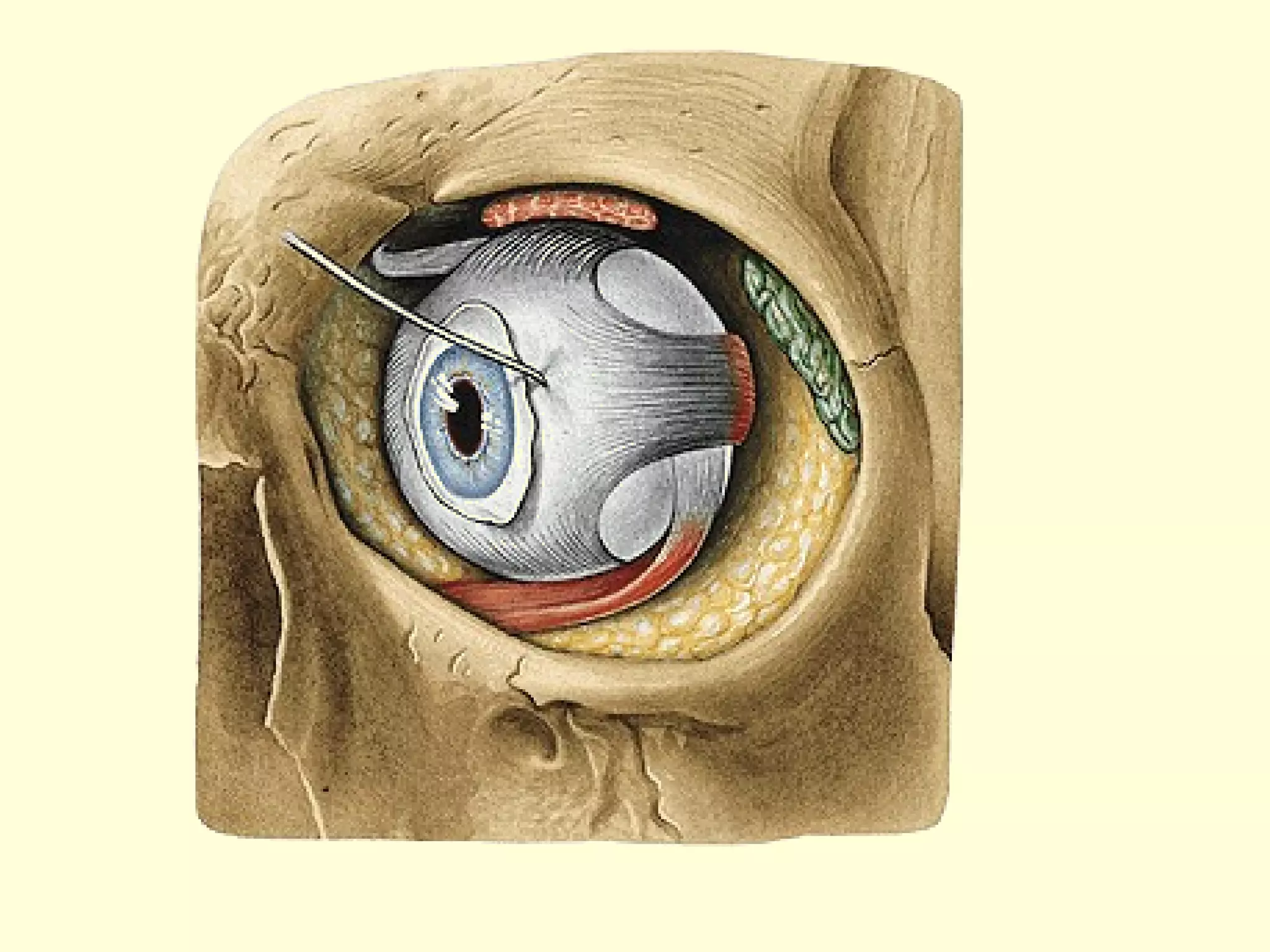 Anatomy of the orbit | PPT | Eye and Vision Conditions | Diseases and ...