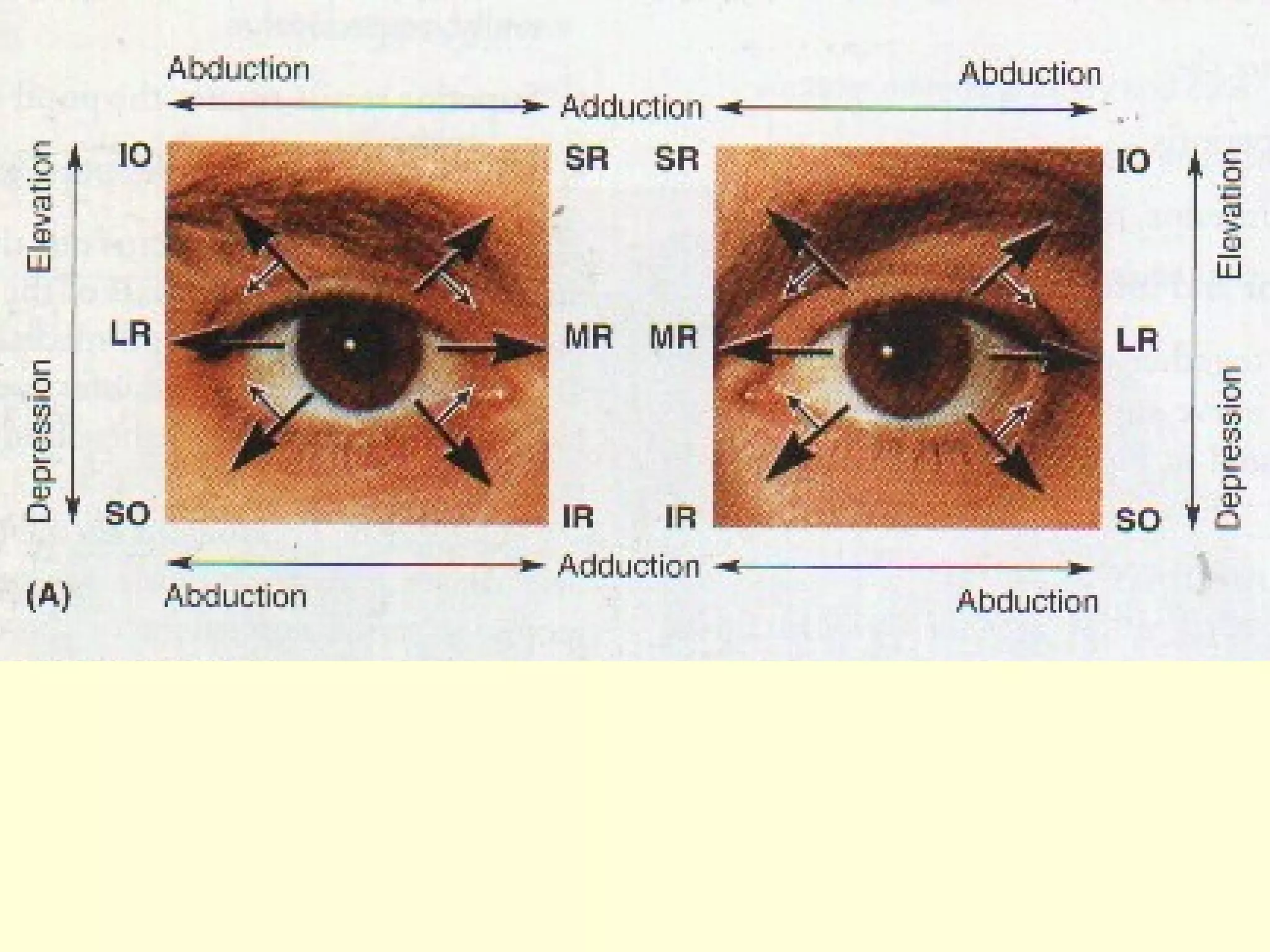 Anatomy of the orbit | PPT | Eye and Vision Conditions | Diseases and ...