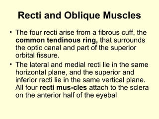 Anatomy of the orbit | PPT